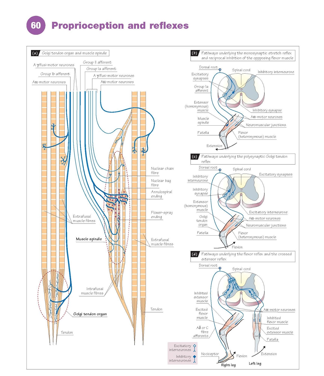 Proprioception And Reflexes - pediagenosis