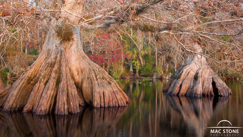 Mac Stone Photography Blog: The Dreaming Tree