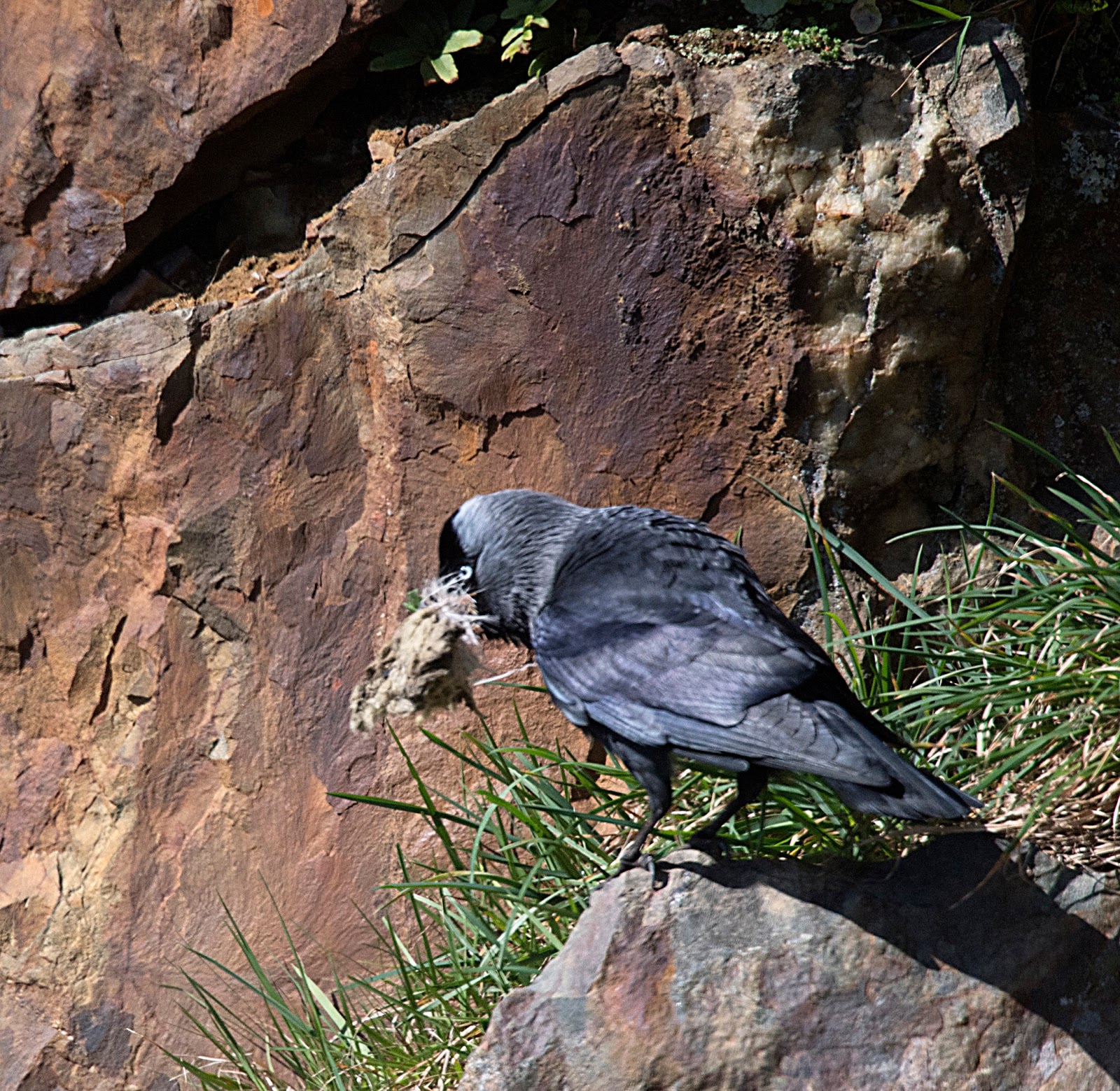 Alan James Photography : Jackdaws around their nest,