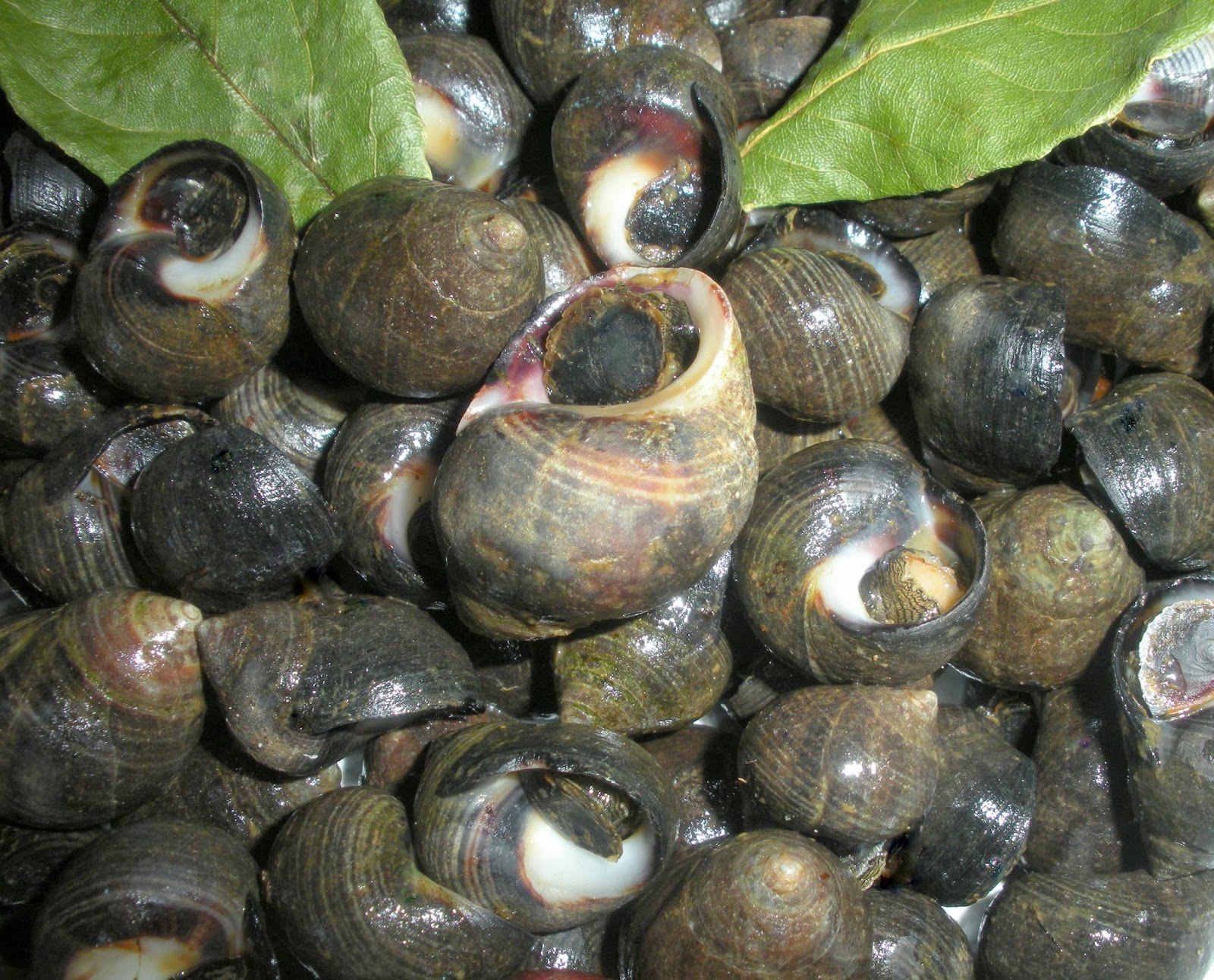 Aquí se cocina: Bígaros (minchas)