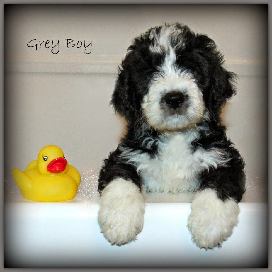 Bernedoodle Puppies (Bernesedoodle / Bernese Mountain Doodles): July 2014