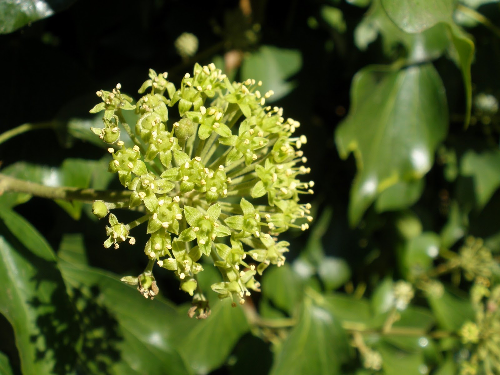 Flores Silvestres: Hedera helix