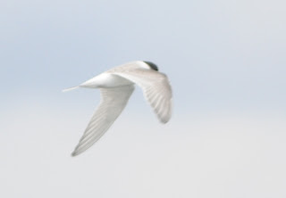 David's Bird and Nature Blog