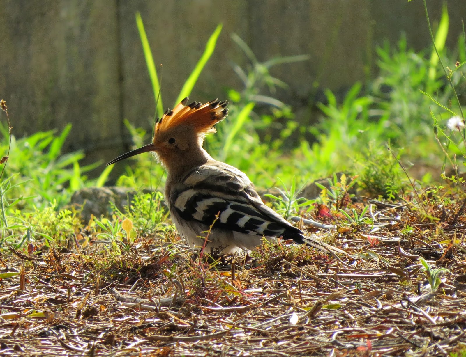 Hoopoe