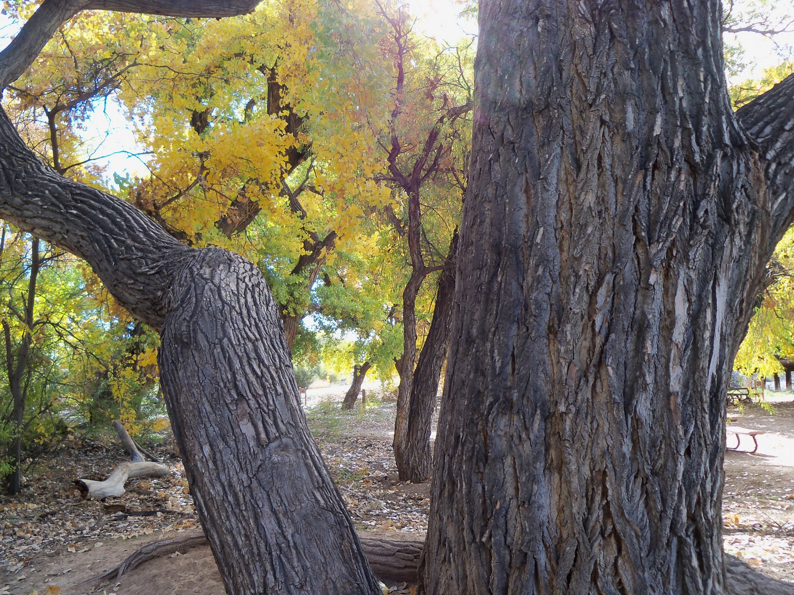 Tumbleweed Crossing: Cottonwood Trees Along Rio Grande River