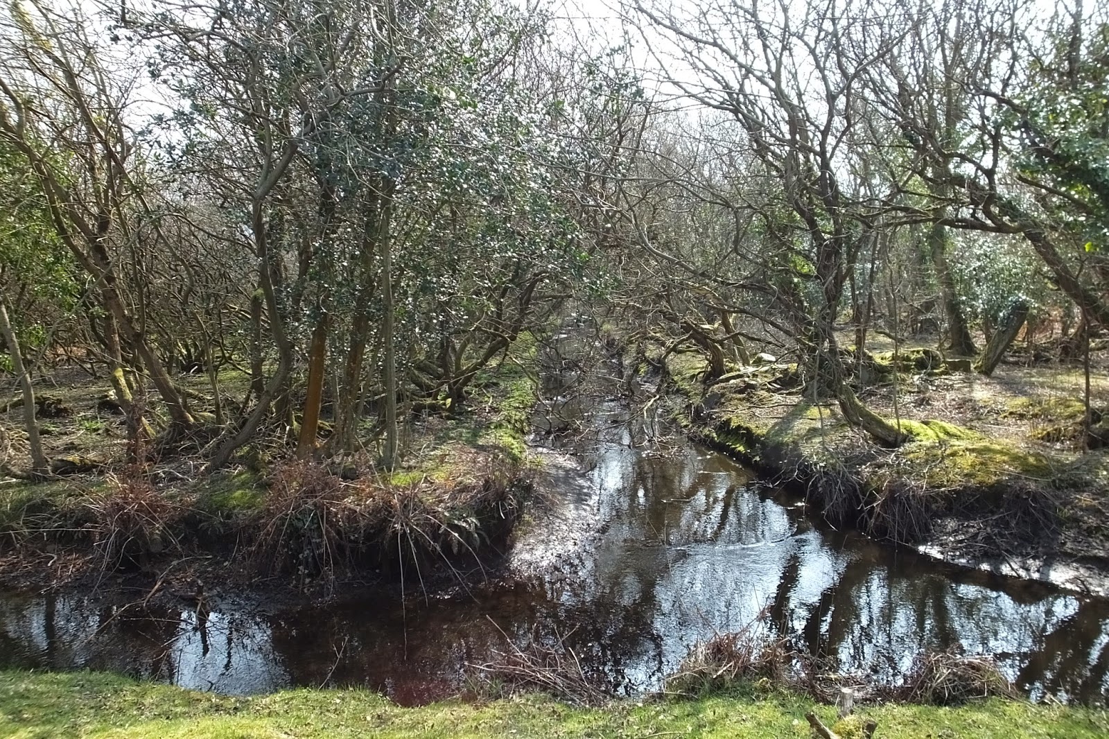 A Wallaby Walk in the Curragh - North American Manx Association