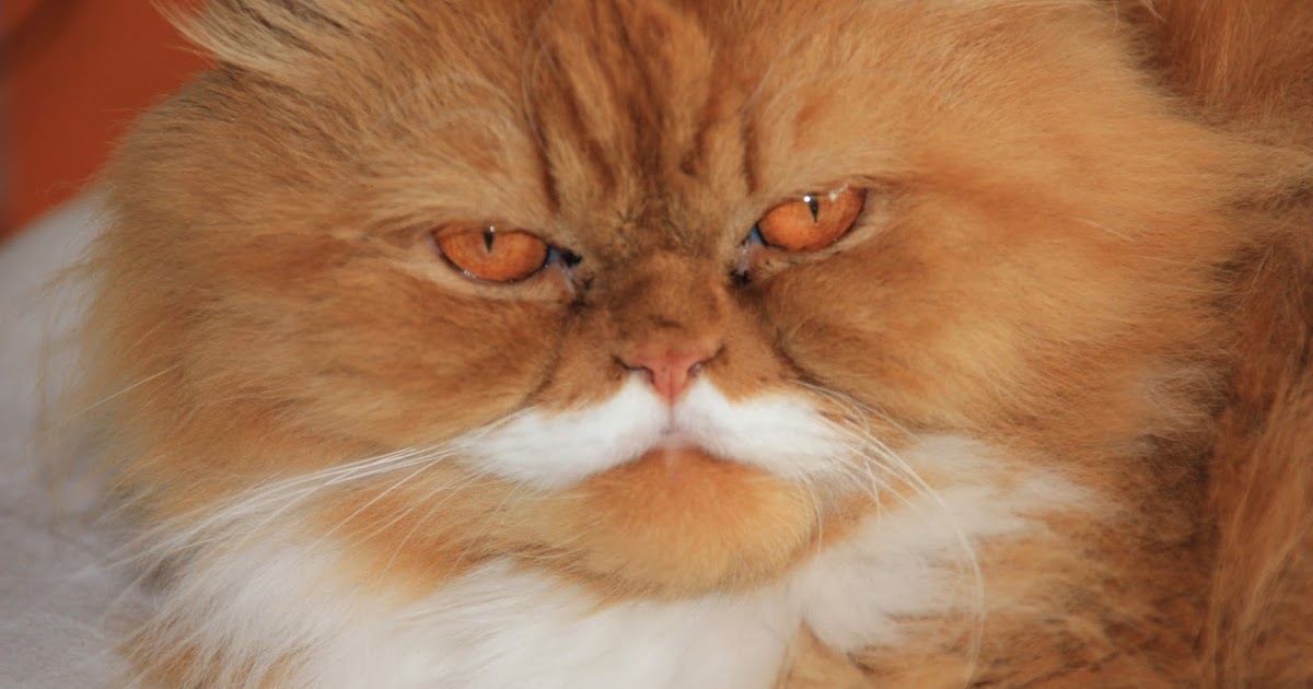 Funny Pictures Gallery: Orange Himalayan Cat Picture