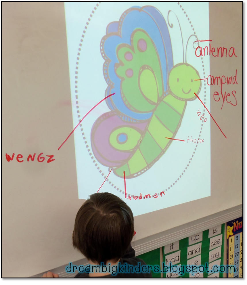 Dream Big Kinders: Butterfly Life Cycle - Nonfiction Reading Comprehension