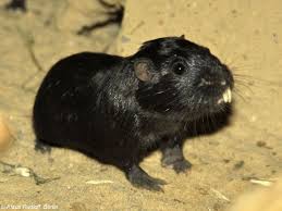 Mamíferos y marsupiales mammals of the earth: Coruro (Spalacopus cyanus)