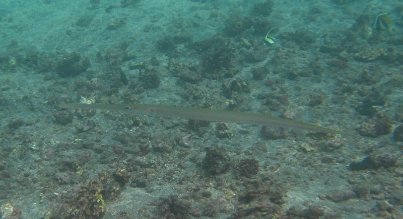 Lagons de la Réunion et ses poissons tropicaux: 2012 30 juin Lagon ...