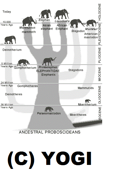 Elephant Evolution Chart