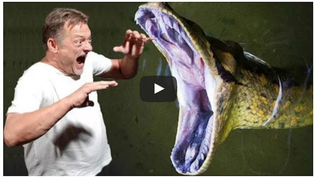 Giant Anaconda VS Man: Who Wins? « GovoucherGo