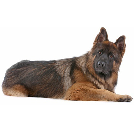 Everything about your King Shepherd - Luv My Dogs