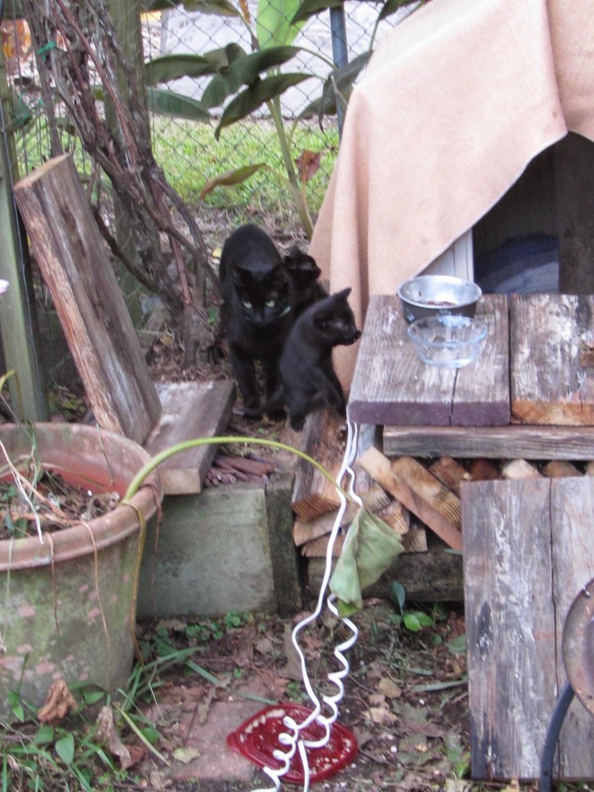 Cappy & Pegody's World: Yard Cats