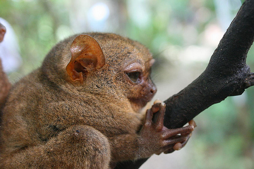 World Information: BOHOL TARSIERS