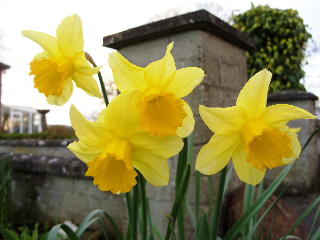 Kelli's Northern Ireland Garden: Happy First Day of Spring