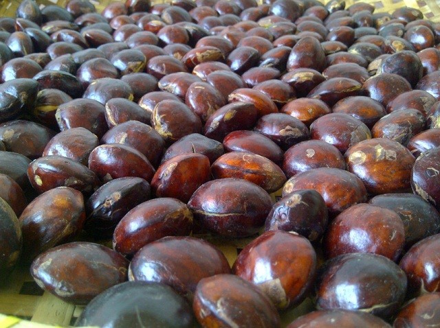 Ragam Manfaat Jengkol yang Jarang Diketahui Orang - ZENG BOGEL