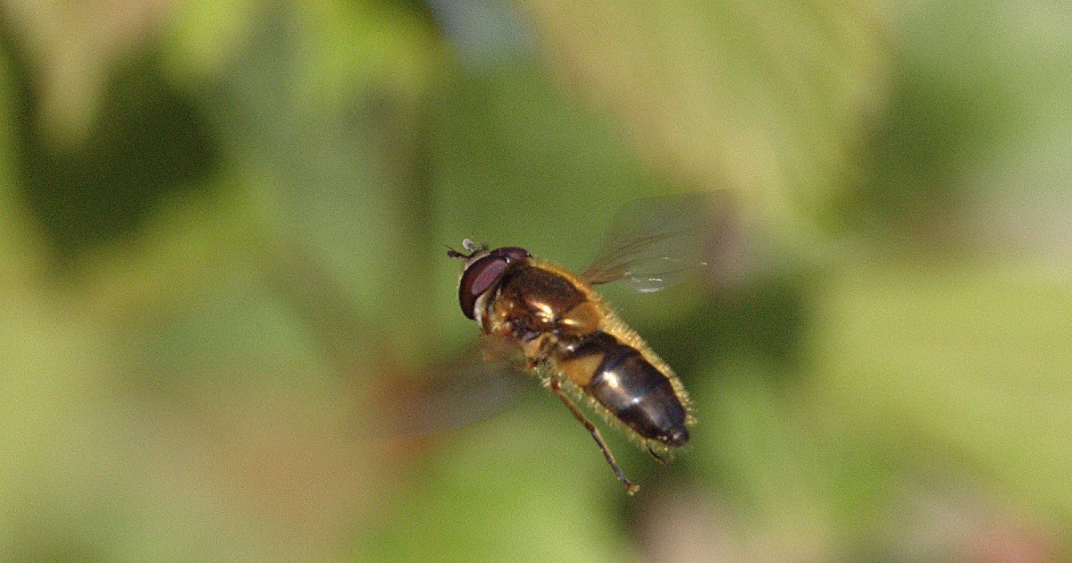 Nature photography with magnification: Flies in flight
