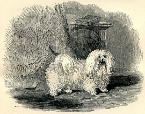 The Antique Dog Photograph Gallery: Little Lou Lou