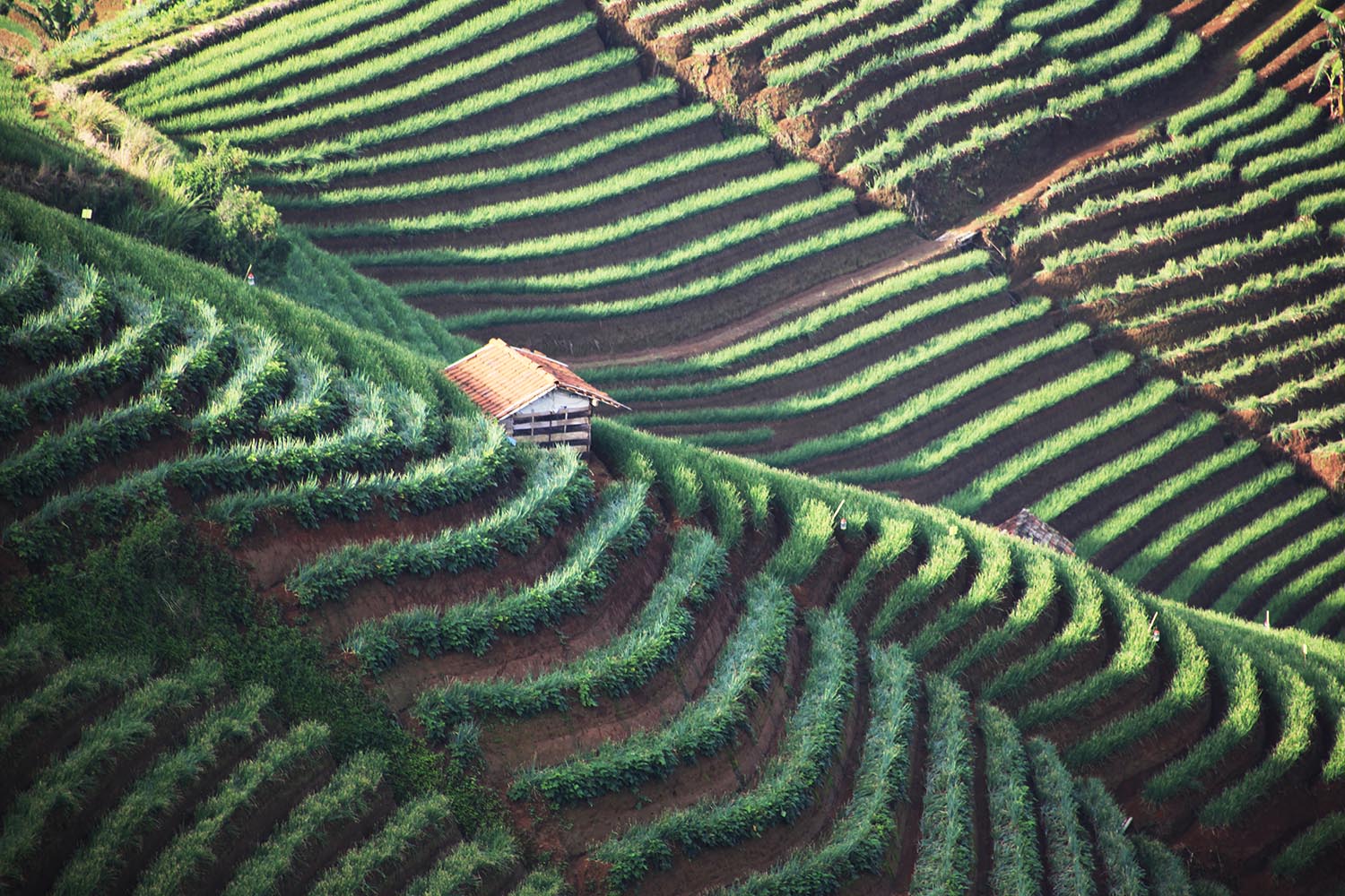 Uniknya Terasering Panyaweuyan Argapura, Majalengka Jawa Barat | Beyond ...
