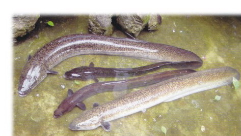 Ke Arah Budidaya Sidat Di Indonesia:Sidat Kita