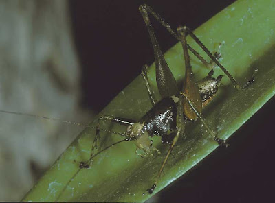 BunyipCo: March 2012