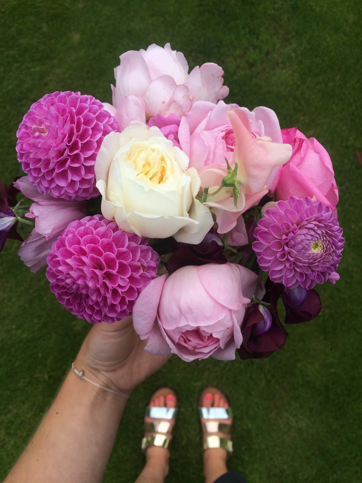 Garden - Growing Dahlias. - Roses and Rolltops