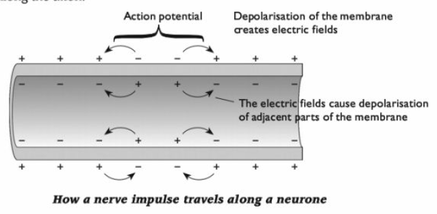 #119 Action potentials | Biology Notes for A level