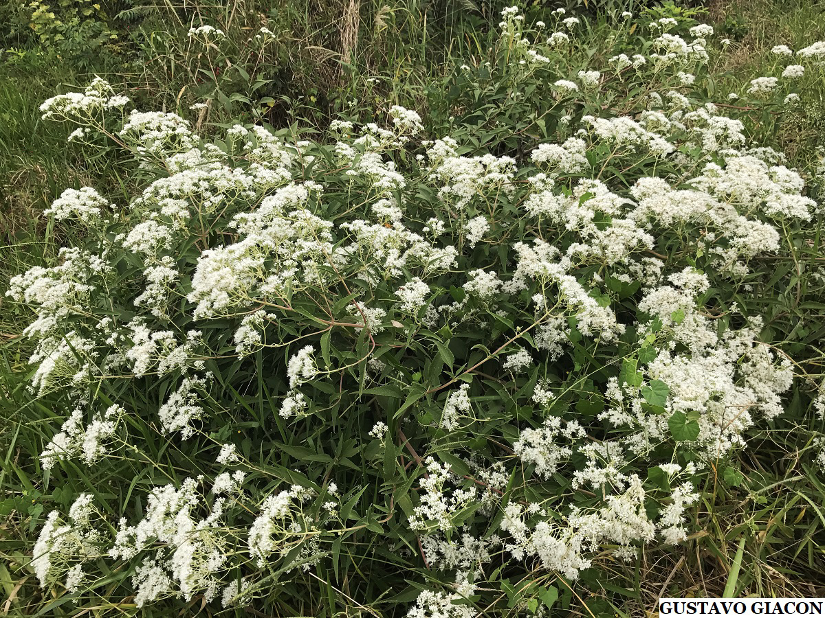 Viveiro Ciprest - Plantas Nativas e Exóticas: Assa Peixe ( Vernonia ...