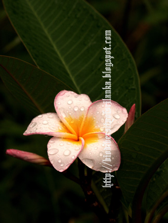 Biodiversity of Sri Lanka: අරලිය[Araliya]/Frangipani/Temple tree ...