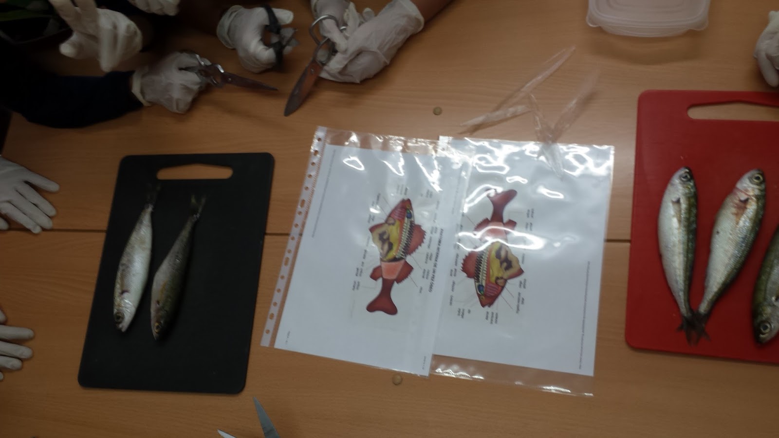 Los listillos de la clase: DISECCIÓN DE UN PEZ