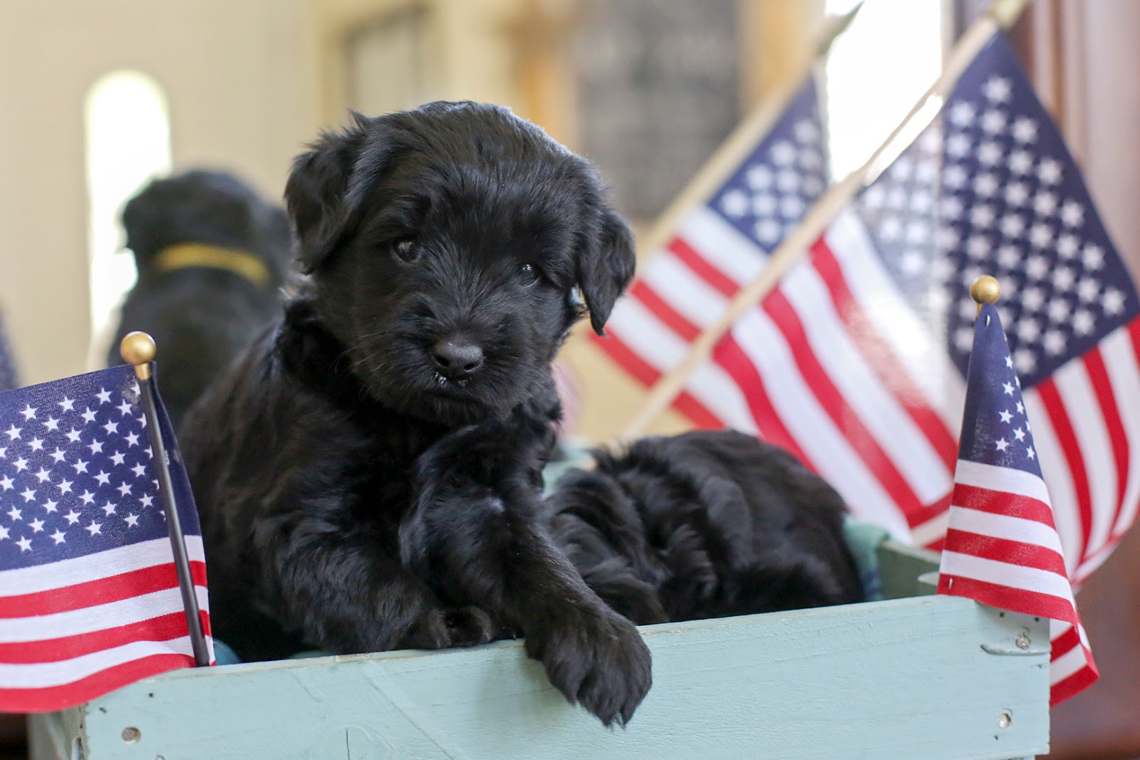 Faithful Doodles: Kiya & Maverick's 4 Week Old Australian Multi-Gen ...