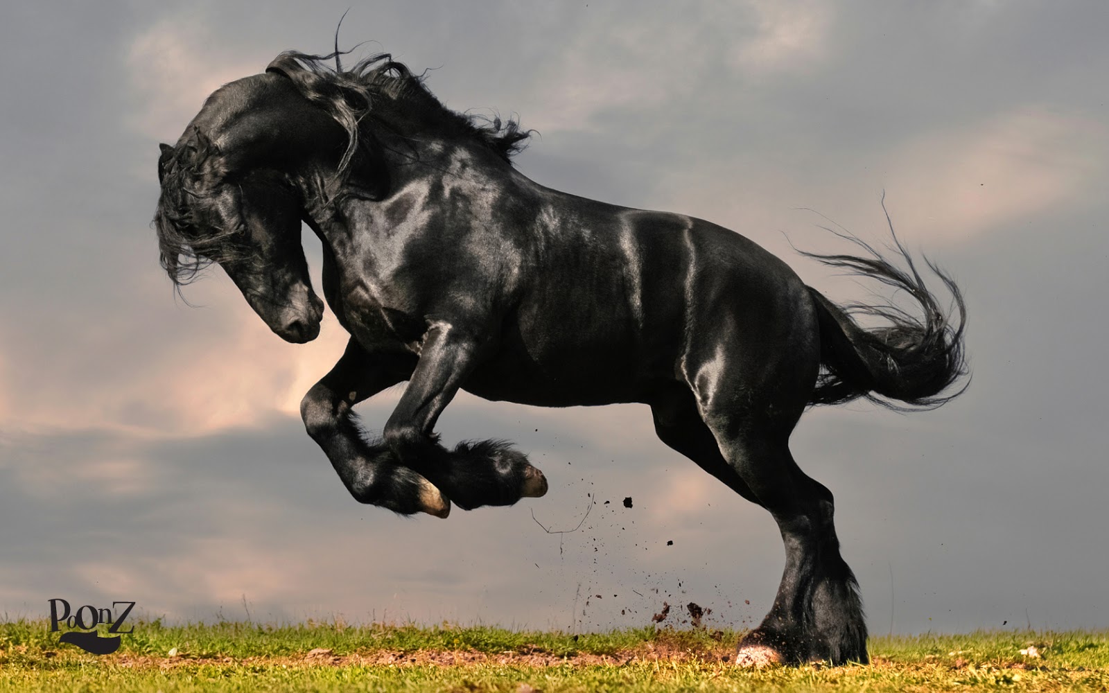 Les Crins de Soie Ebène: Le Frison ...