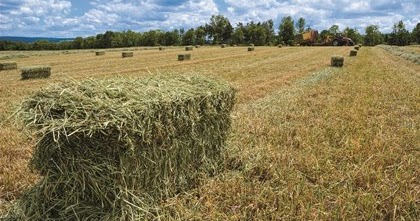 FIELD CURING OF HAY