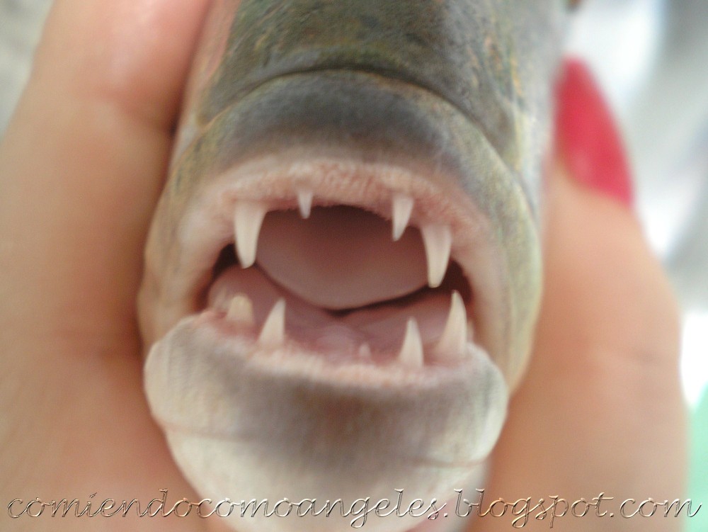 COMIENDO COMO ANGELES: 2011