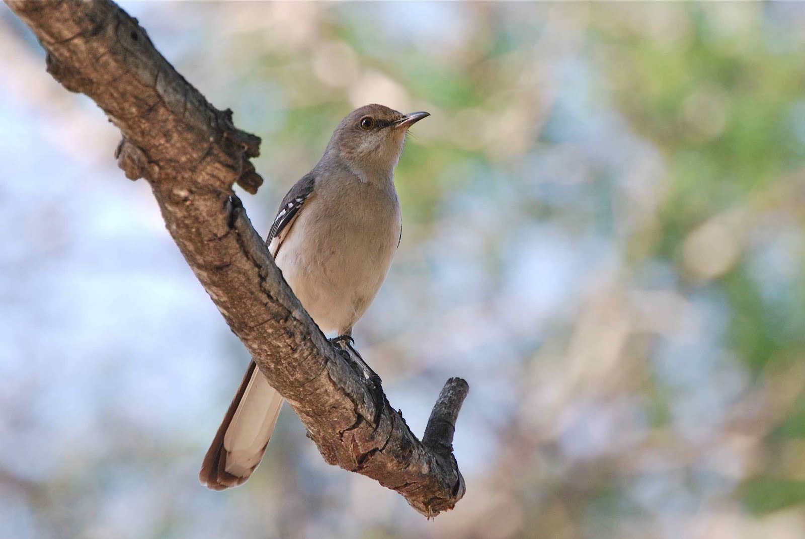 Wild About Texas: More Baby Birds...Meet the Mockingbird Baby