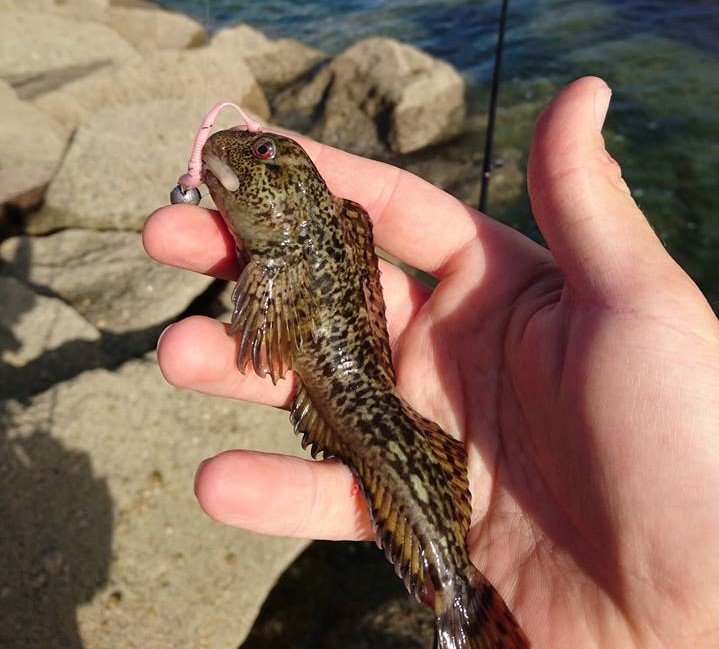 Ben Bassett - Fishing: Saluting The Shanny