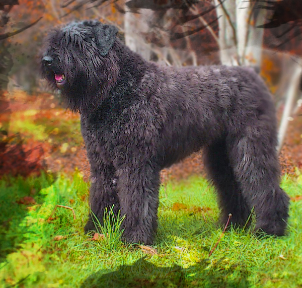 BOUVIER DES FLANDRES champion: "PRESENTACIÓN BOUVIER DE FLANDES CHJ.KAO ...