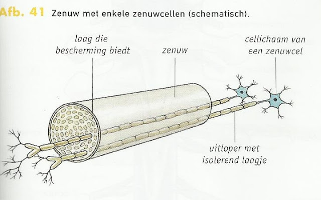 Biologie waarneming en regeling: BS. 8