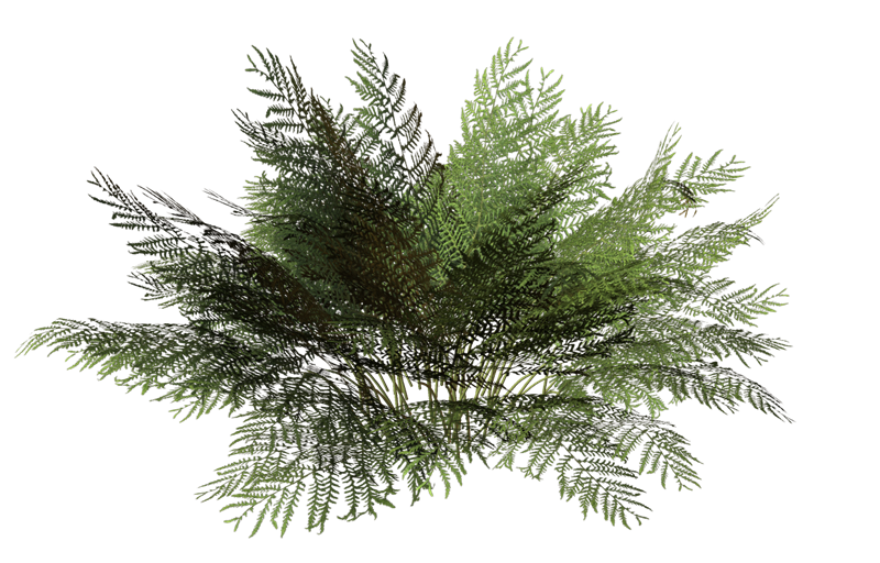 ® Imágenes y Gifs Animados ®: IMÁGENES DE ARBUSTOS