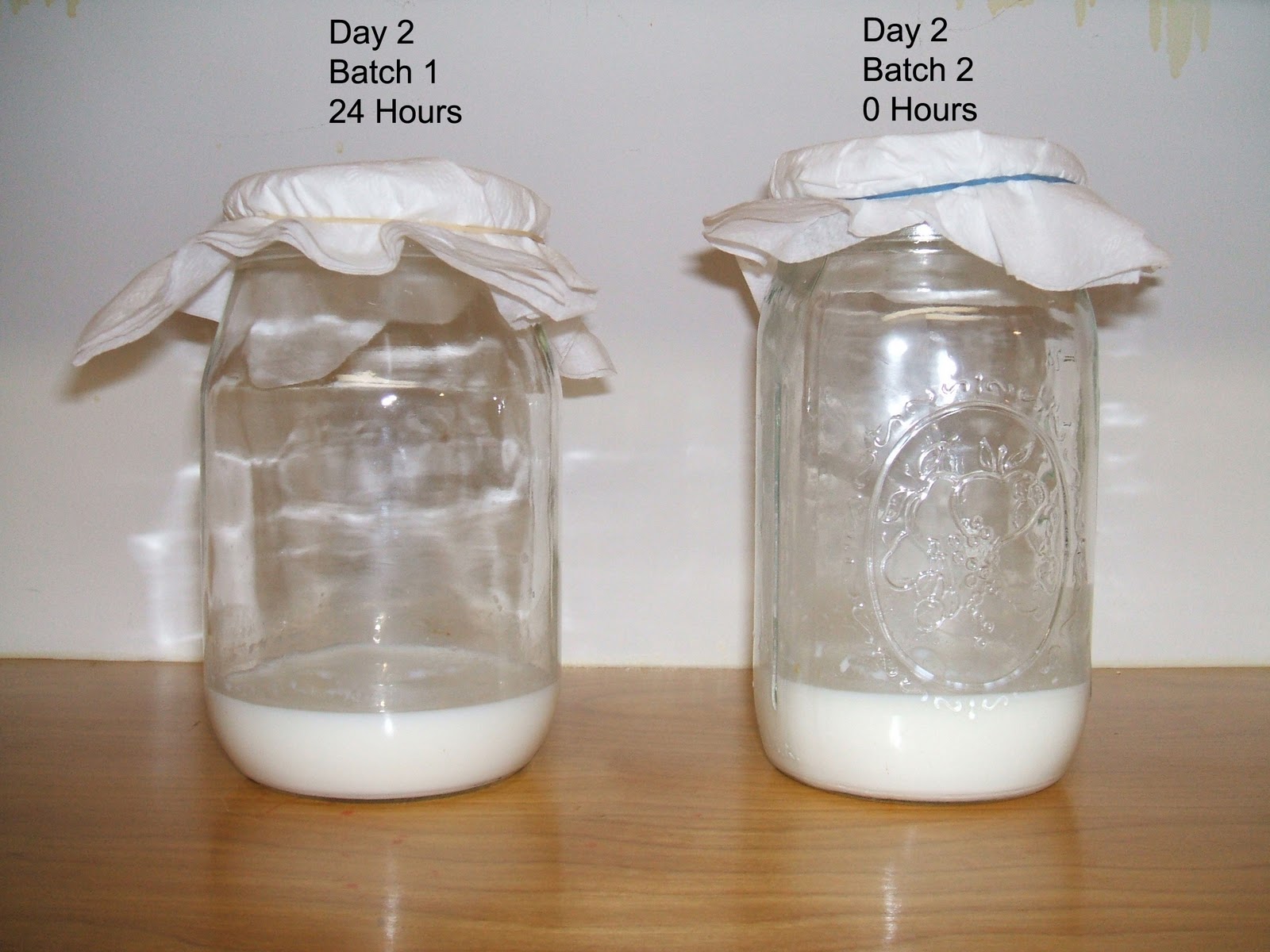 Zen Kefir: Day 2 (Kefir Grains Strained For 1st Time)