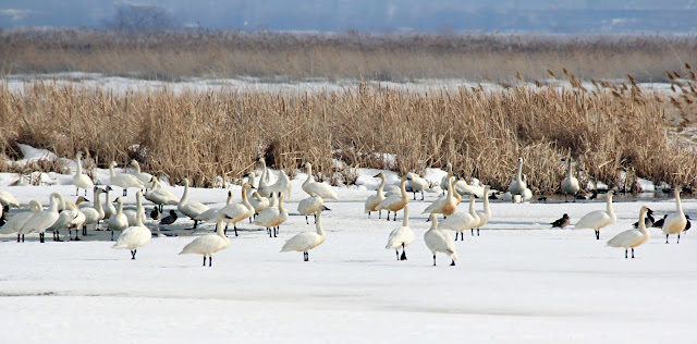 Utah Birders | Birding Blog, Utah Birds, Utah Birding, Utah Bird ID ...