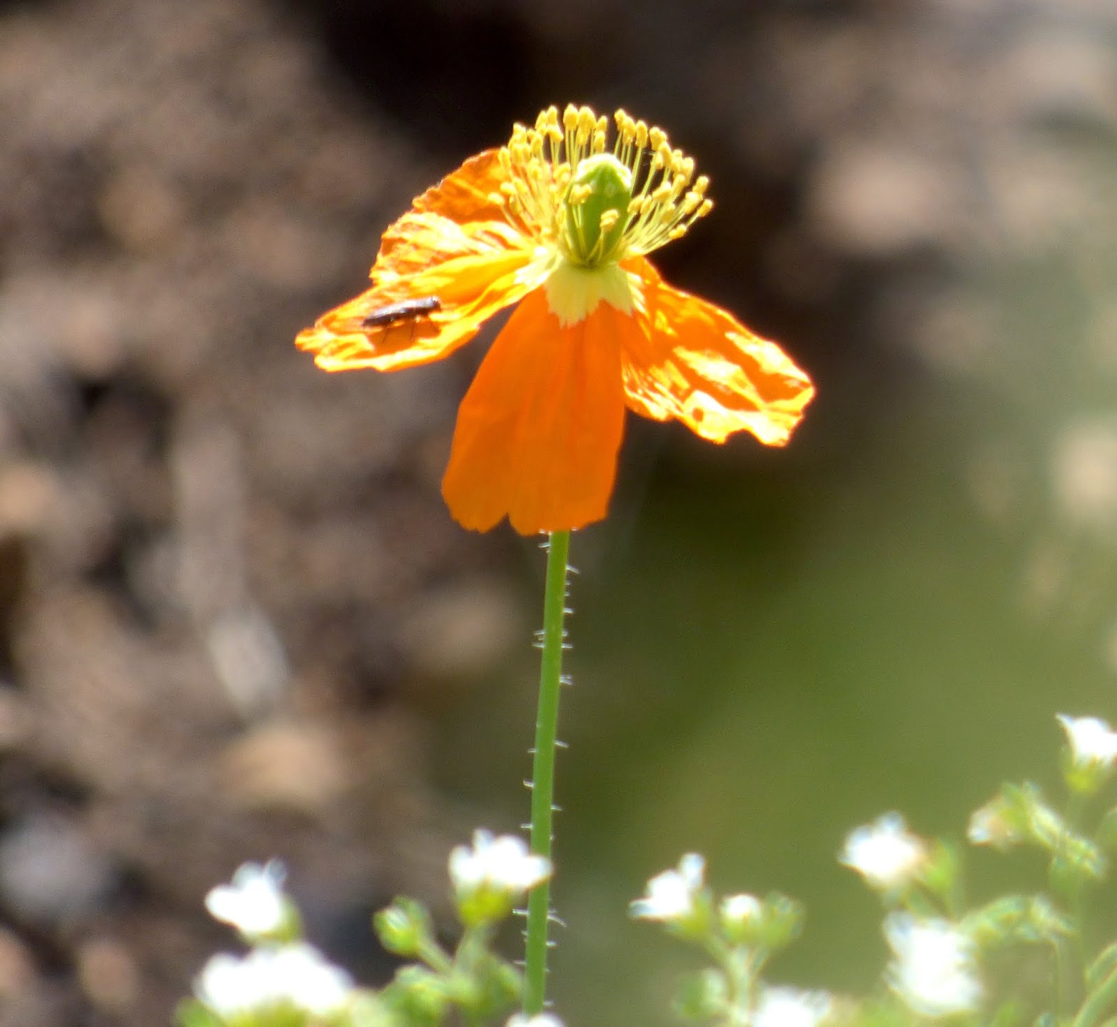 The Malibu Post: Six Months Later: Life in the Aftermath of the Woolsey ...