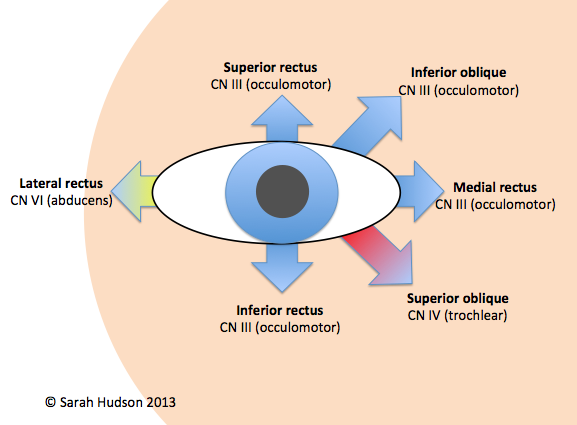 Trochlear Nerve Palsy Eye Position