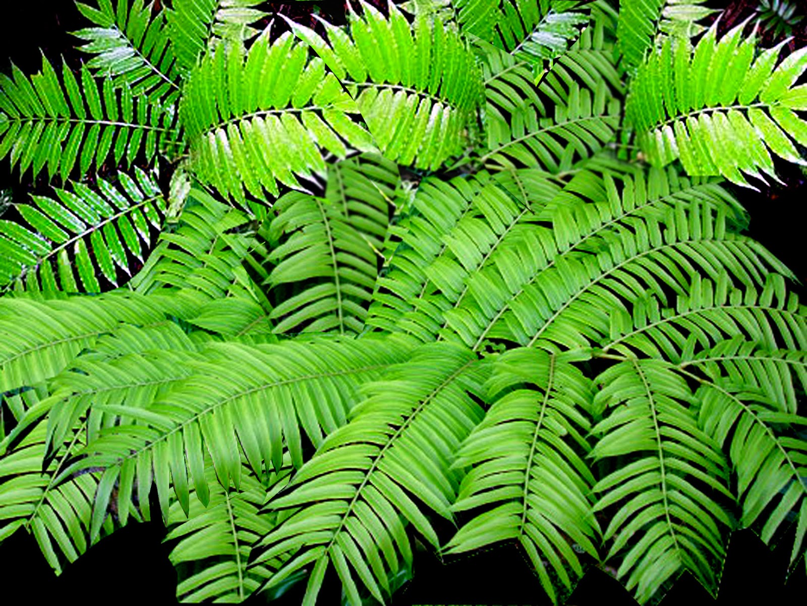 Garden Ferns and Ground Covers in Malaysia and Singapore