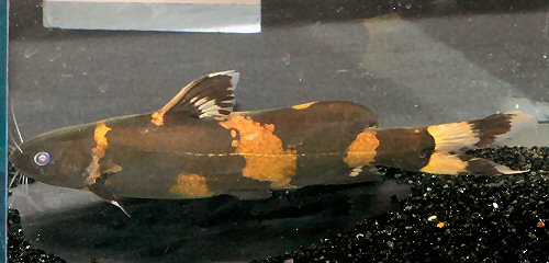 Artes de Pesca: VAMOS A PESCAR PEZ GATO 3ª Parte