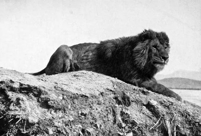 El blog de las especies singulares: El león del Atlas