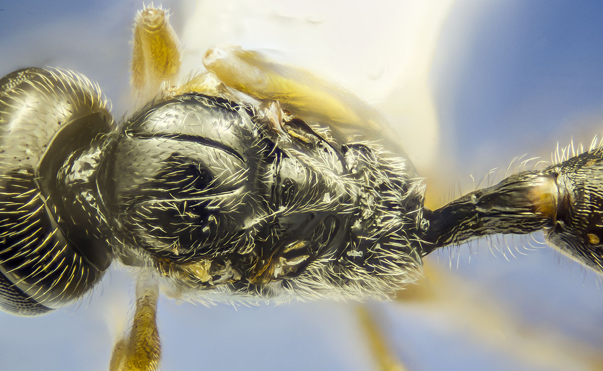 Utgångspunkt 63° 31,x' N - 22° 31,x' O: Ur silkestott. Del 2