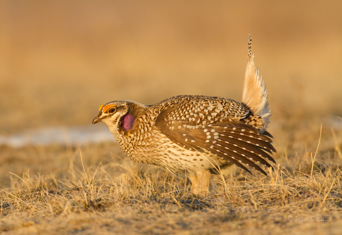 Prairie Ice: Grouse Days