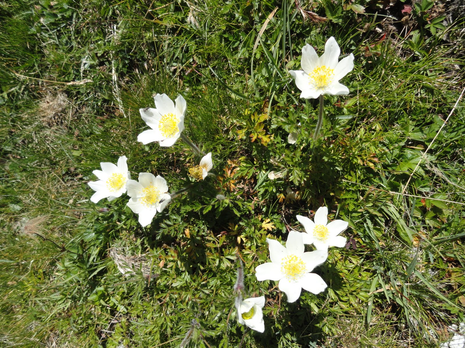 Frumusetile naturii: Dedițel alb (Pulsatilla alba)